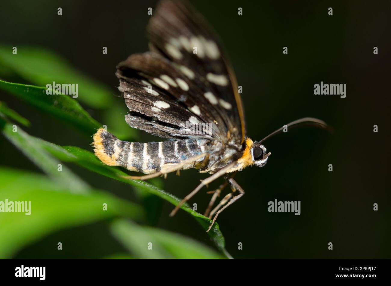 Dayflying moth hi-res stock photography and images - Alamy