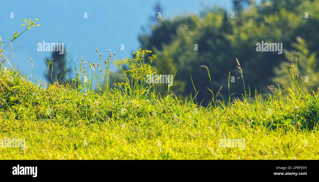 lush grassy meadow in mountains. outdoor background of carpathian ...