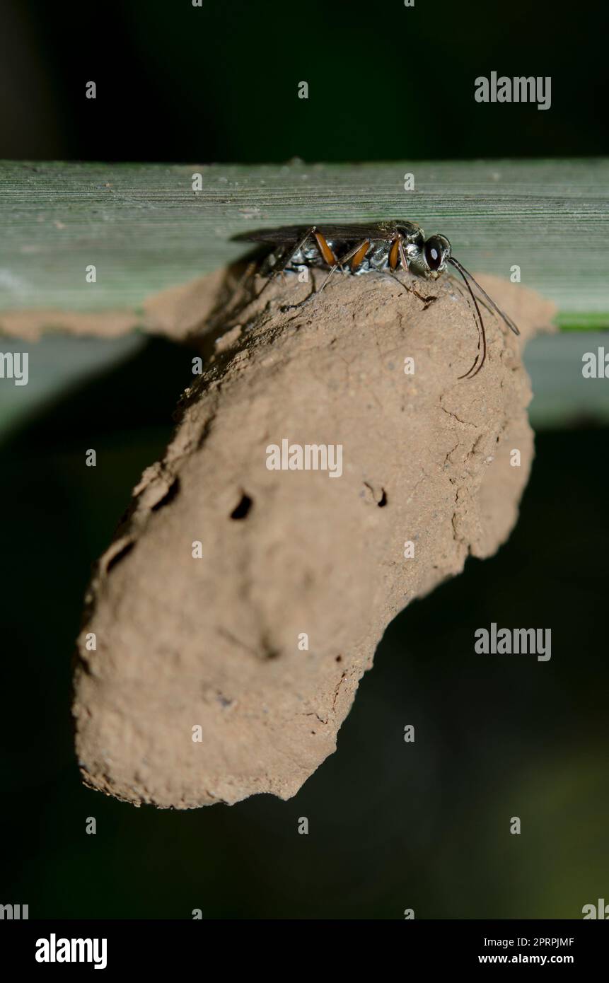 Sand Wasp, Liris sp, with nest hanging off leaf, Klungkung, Bali ...