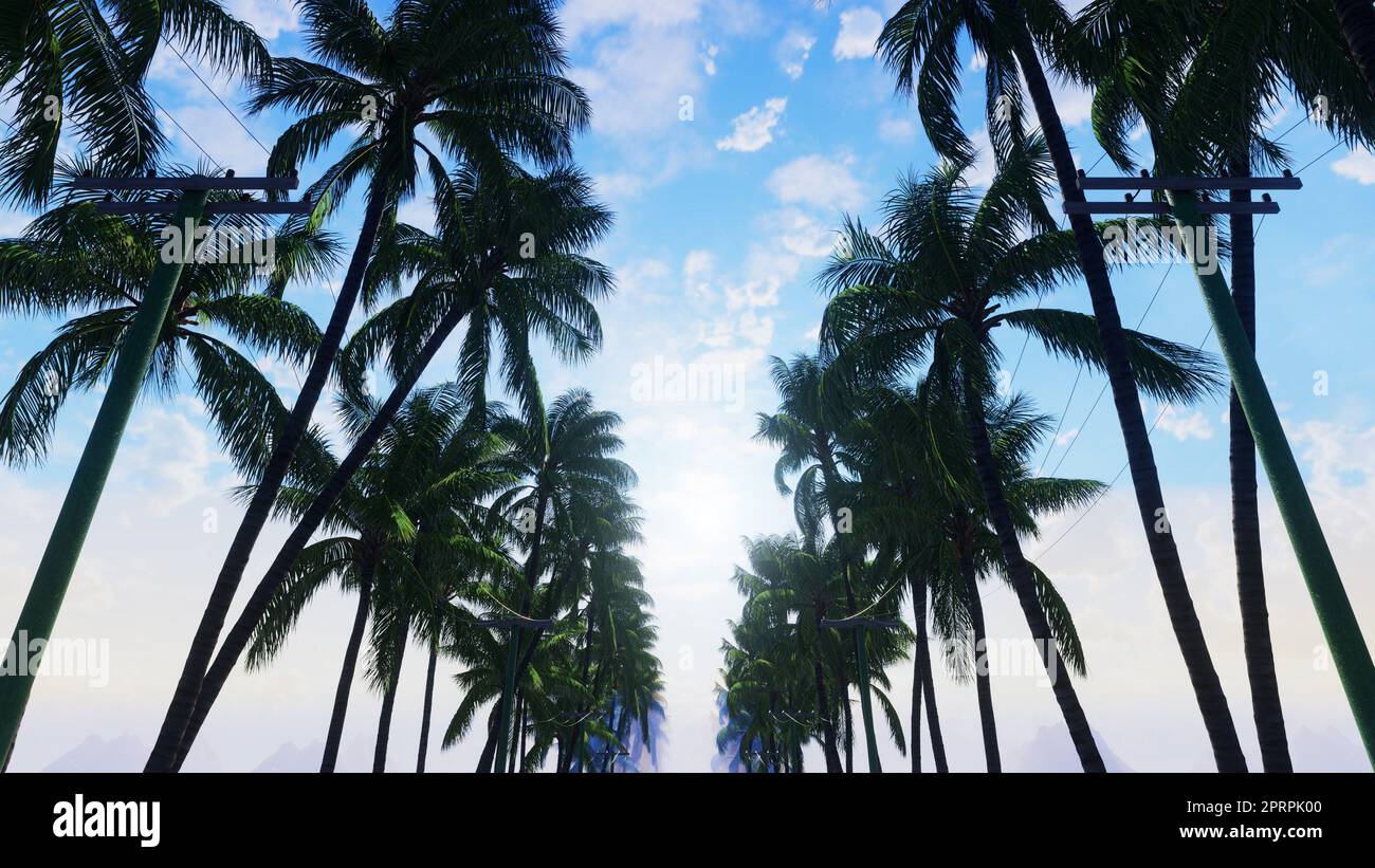 Coconut Tree Plant On Summer Village Stock Photo - Alamy