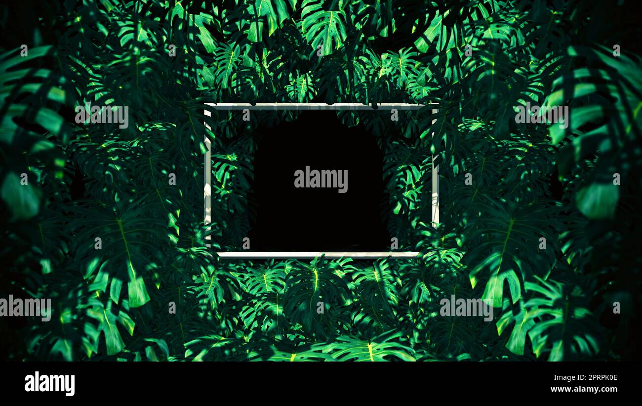 The Jungle In Swiss Cheese Plant Frame Stock Photo - Alamy