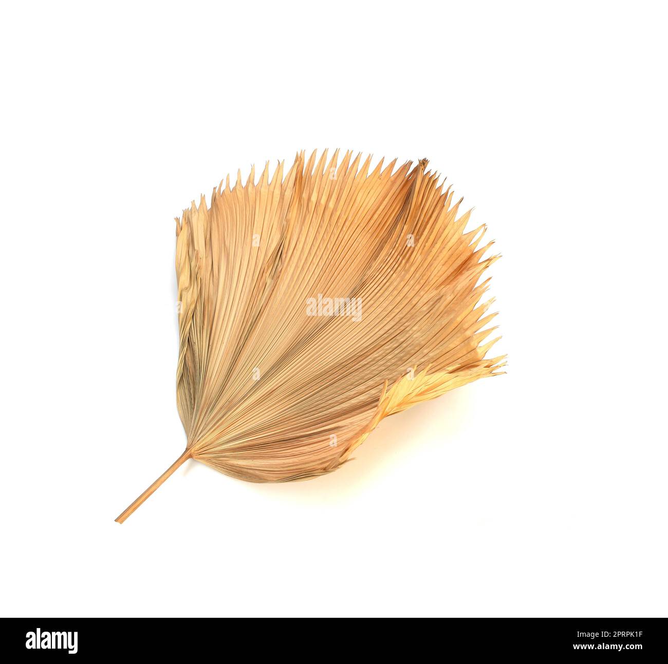 dry fiji fan palm leaf isolated on white background Stock Photo - Alamy