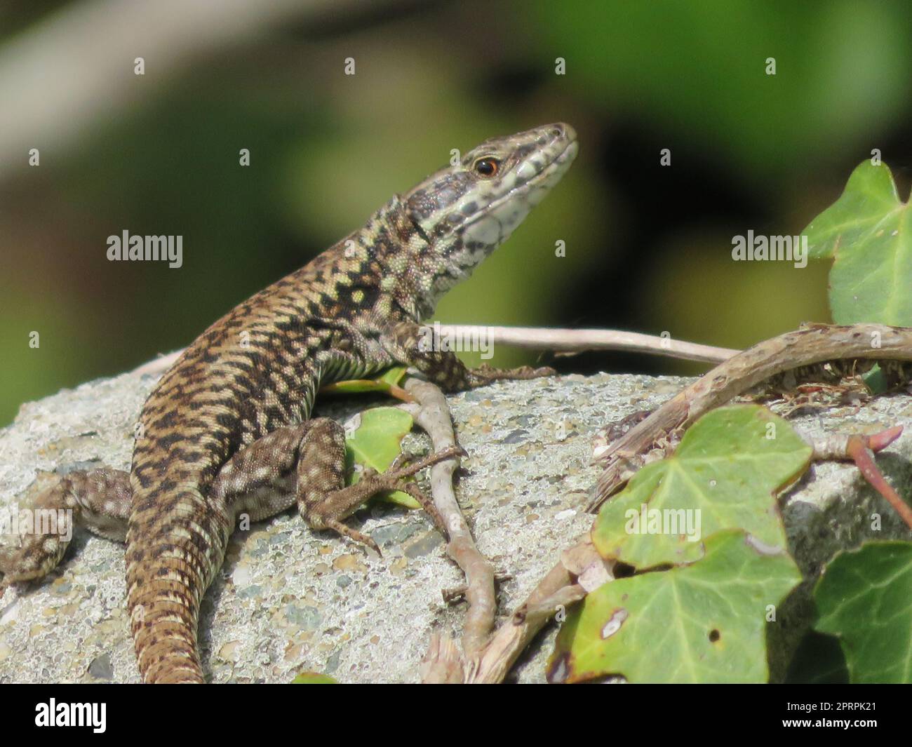 reptile lizard animal camouflage motionless predatory observation Stock ...