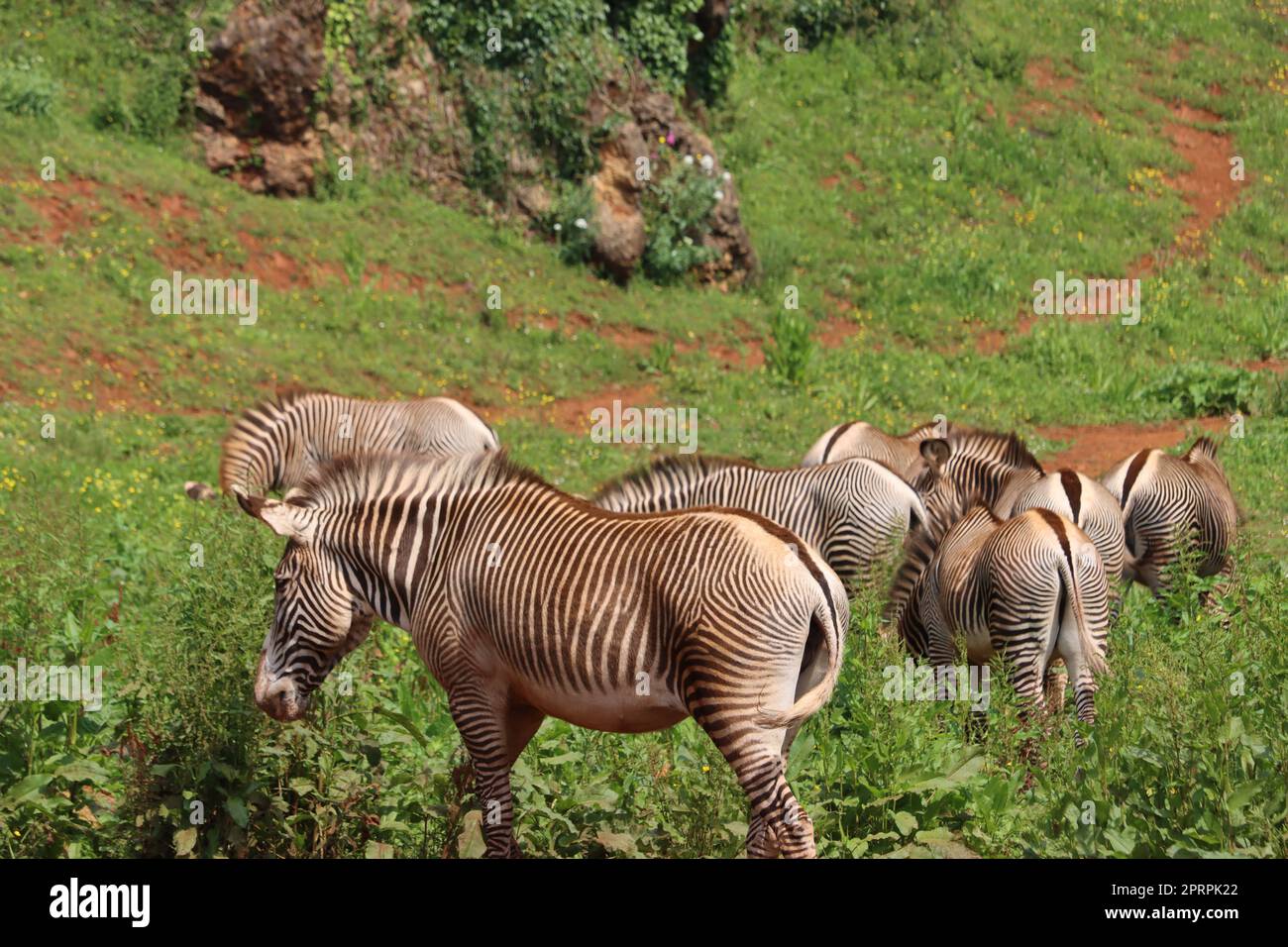 beautiful zebras wild animals herbivores fast stripes Stock Photo - Alamy