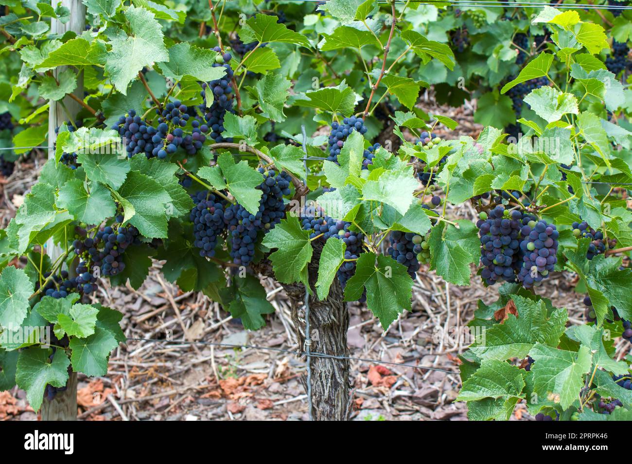 vineyards in Mosel river valley, Germany Stock Photo - Alamy
