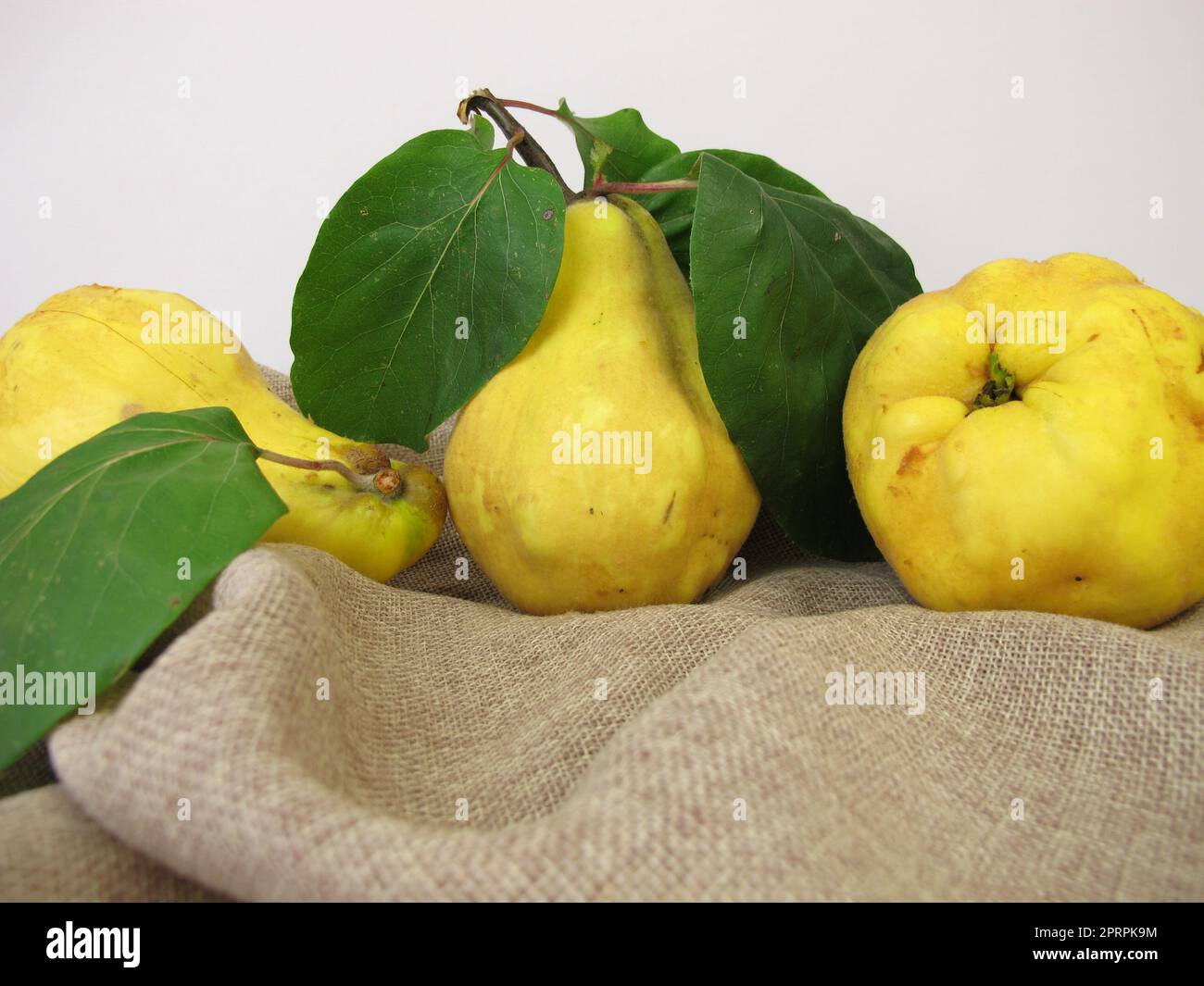 Golden yellow pome hi-res stock photography and images - Alamy