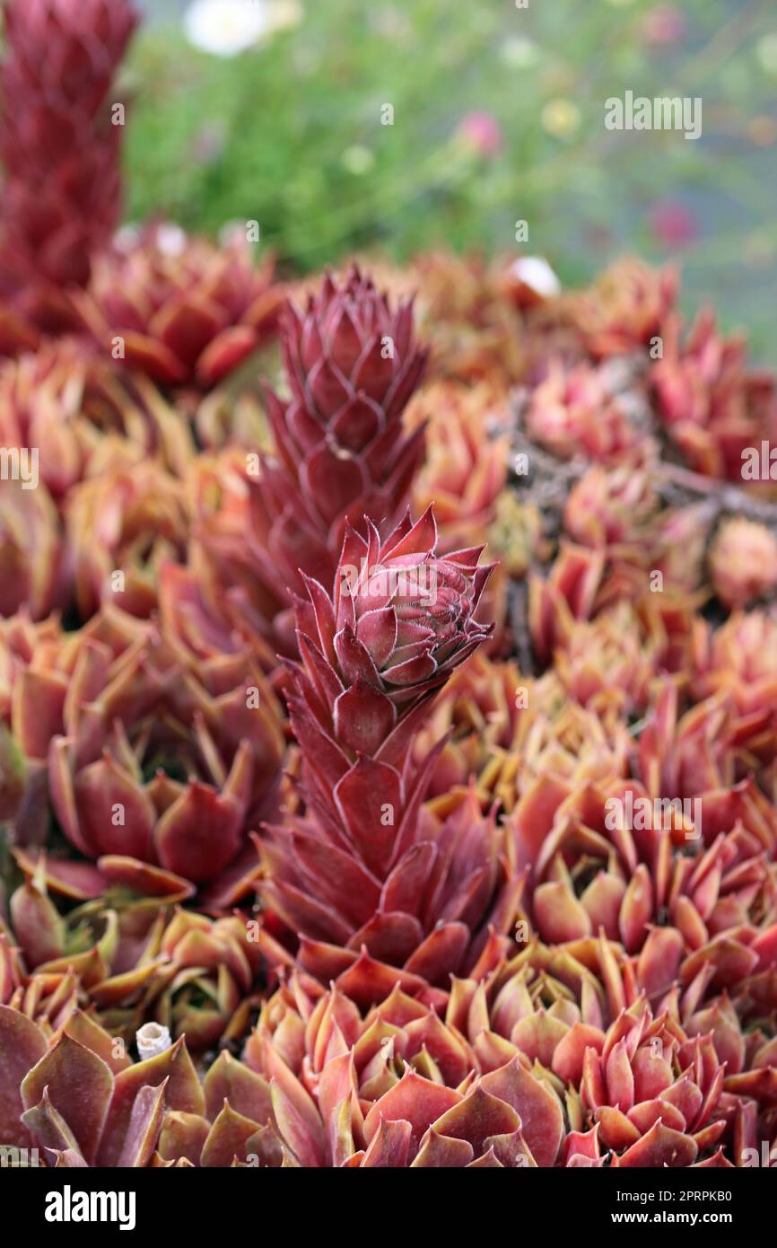 Houseleek flower hi-res stock photography and images - Alamy