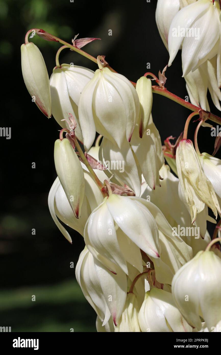 Yucca plant white buds and flowers in close up Stock Photo - Alamy