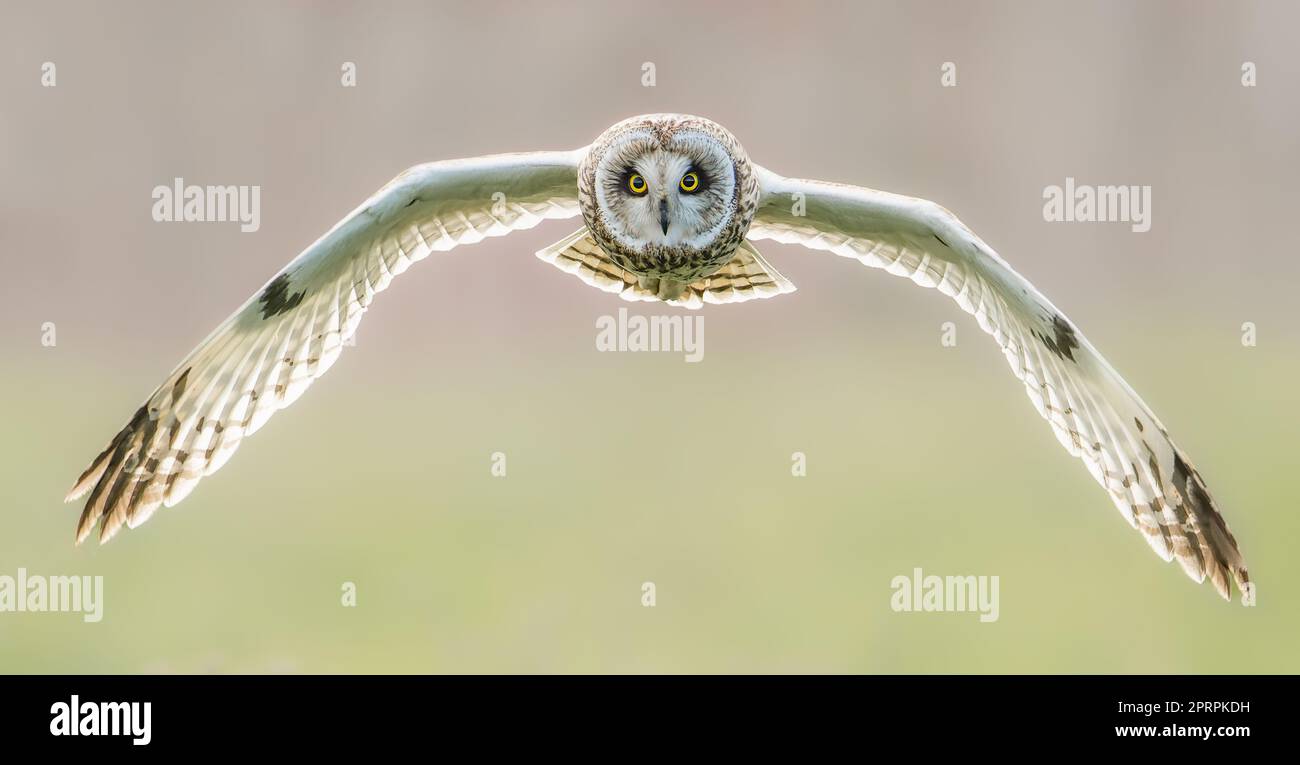 The short-eared owl is one of the only owls that hunt during daylight ...