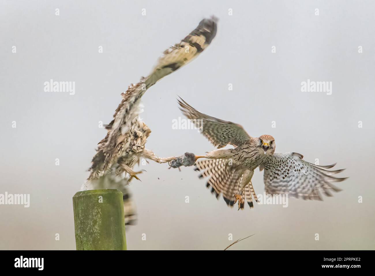 The kestrel attacking the owl. BLANKENBERGE, BELGIUM: INCREDIBLE IMAGES ...