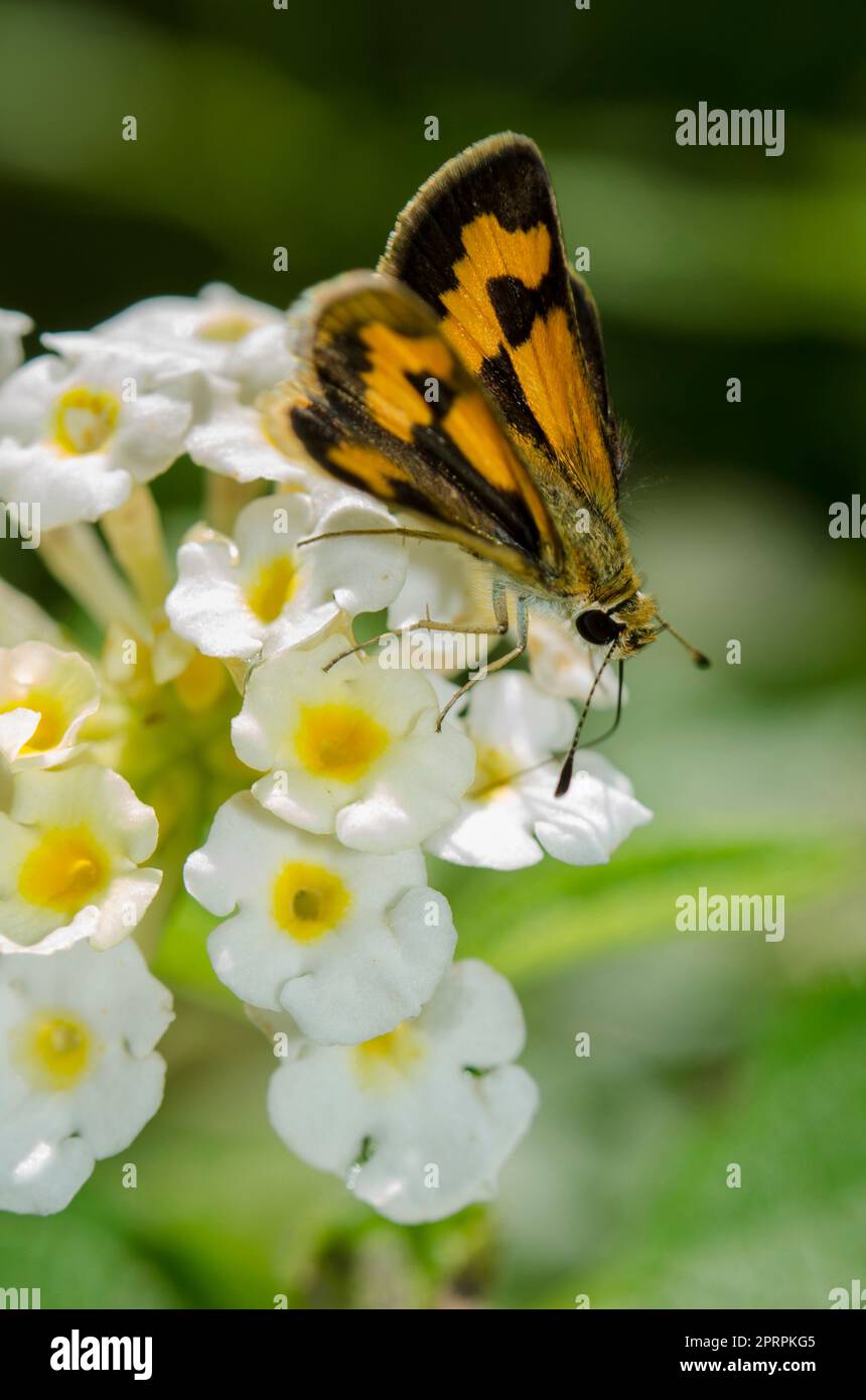 Large Dart, Potanthus serina, with proboscis on flowers, Klungkung ...