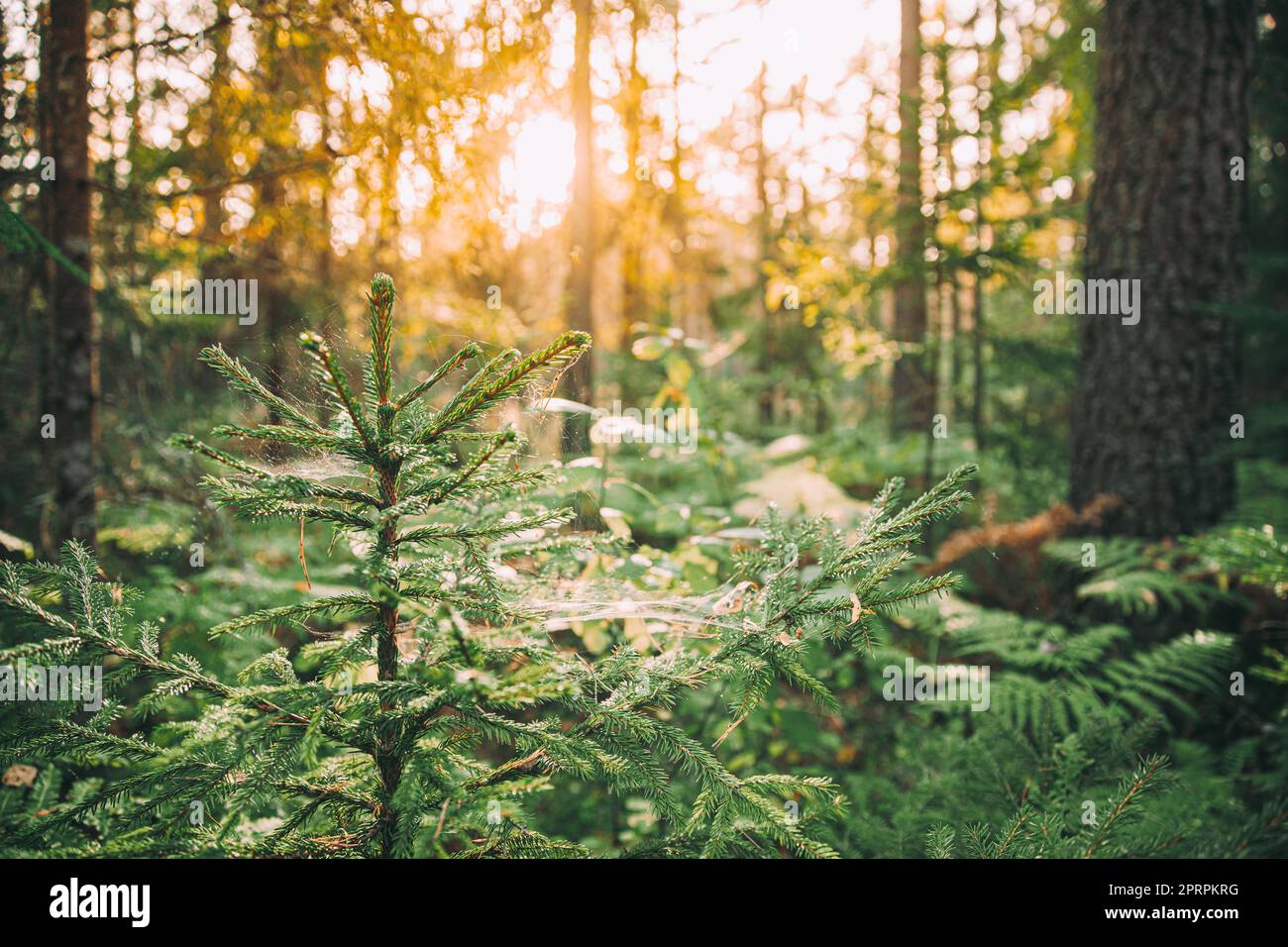 Most beautiful spiders hi-res stock photography and images - Alamy