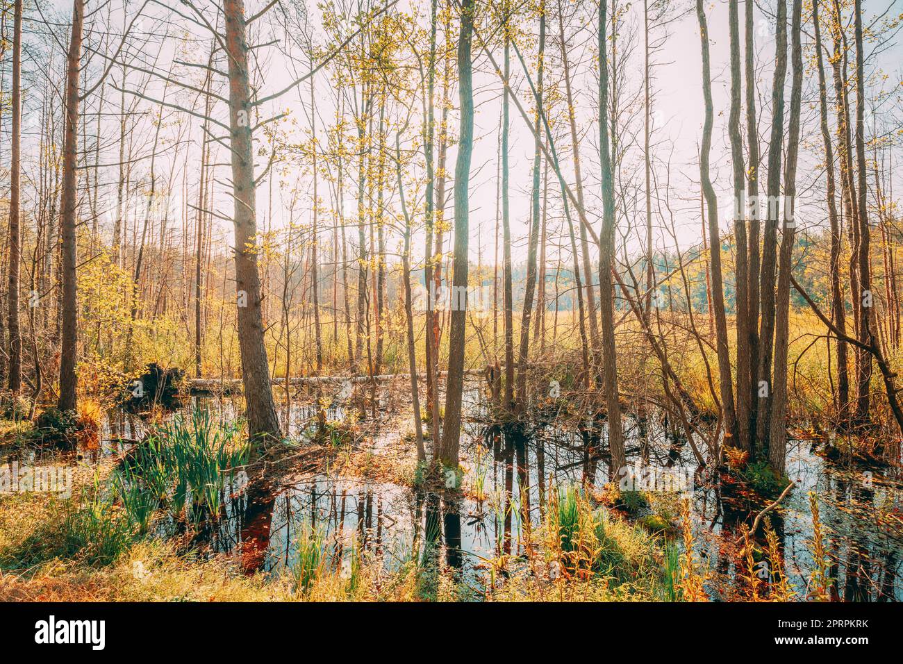 Trees Woods Standing In Flood Water After Autumn Rains. Beautiful ...