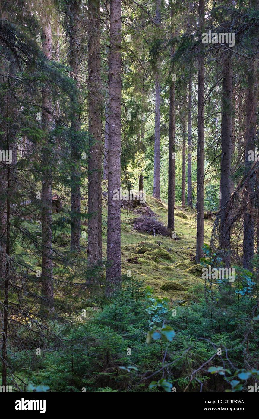 Sunlight falling through a forest of pine trees. Romantic, mythical ...