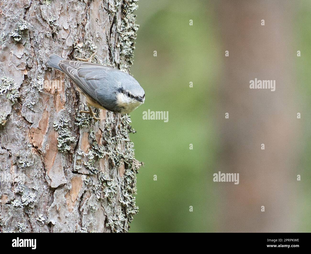 Nuthatch, on a tree trunk looking for food. Small gray and white bird ...