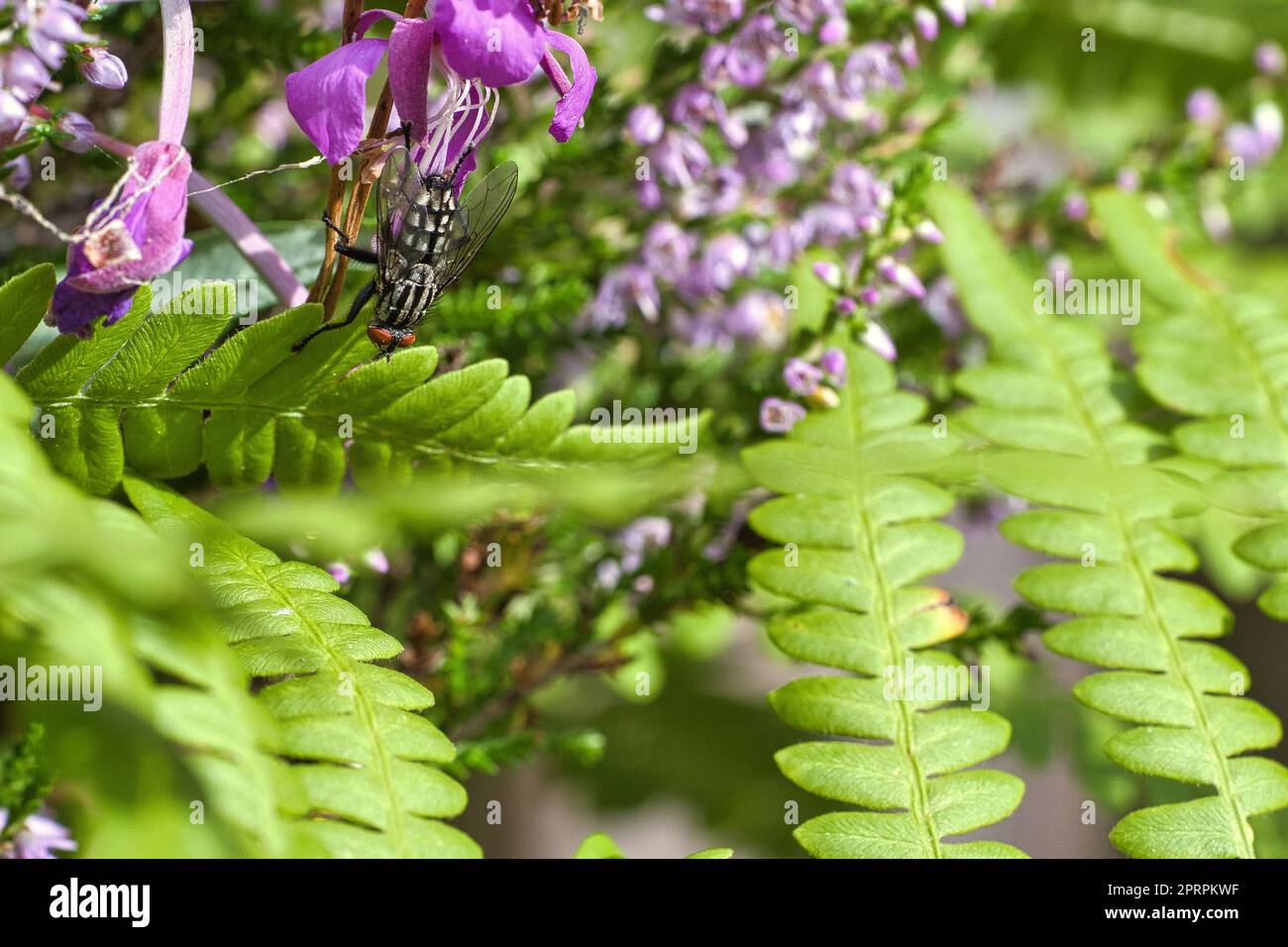 Flesh fly in bouquet of flowers taken while feeding. Pink flowers and ...