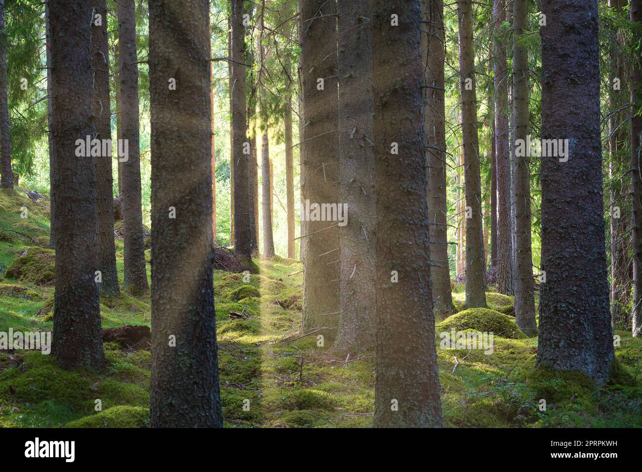 Sunlight falling through a forest of pine trees. Trees and moss on the ...
