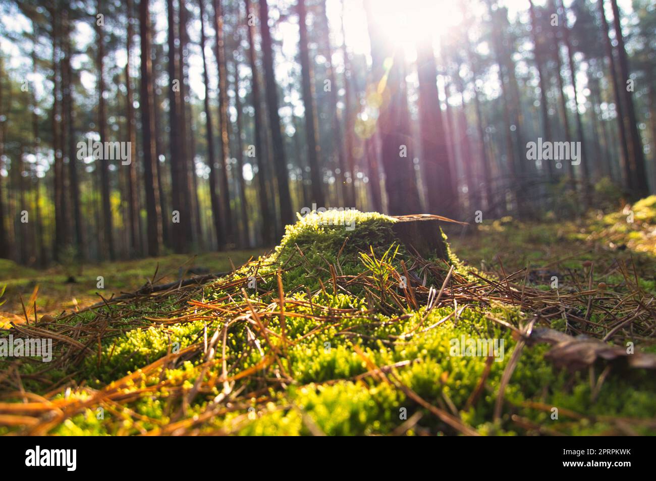 Sunlight falling through a forest of pine trees. Trees and moss on the ...