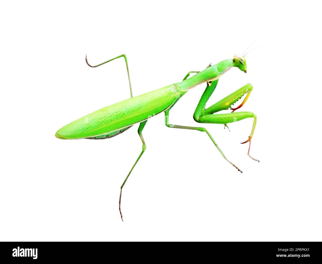 Green mantis on white background Stock Photo - Alamy