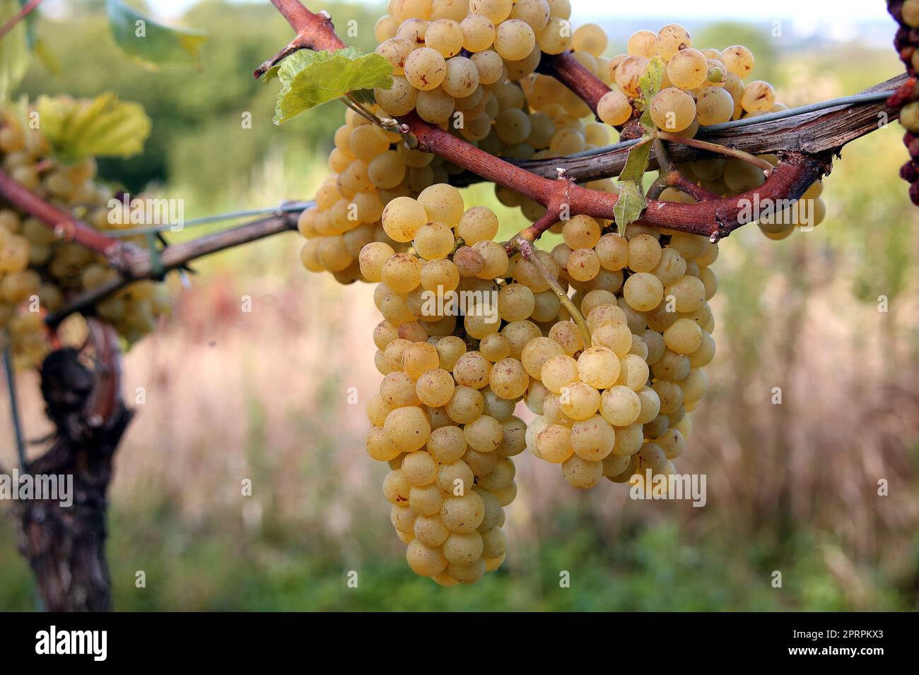 Vine ripe riesling grapes hi-res stock photography and images - Alamy