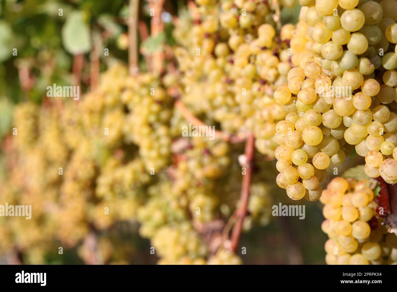 Abundant grape harvest Stock Photo - Alamy