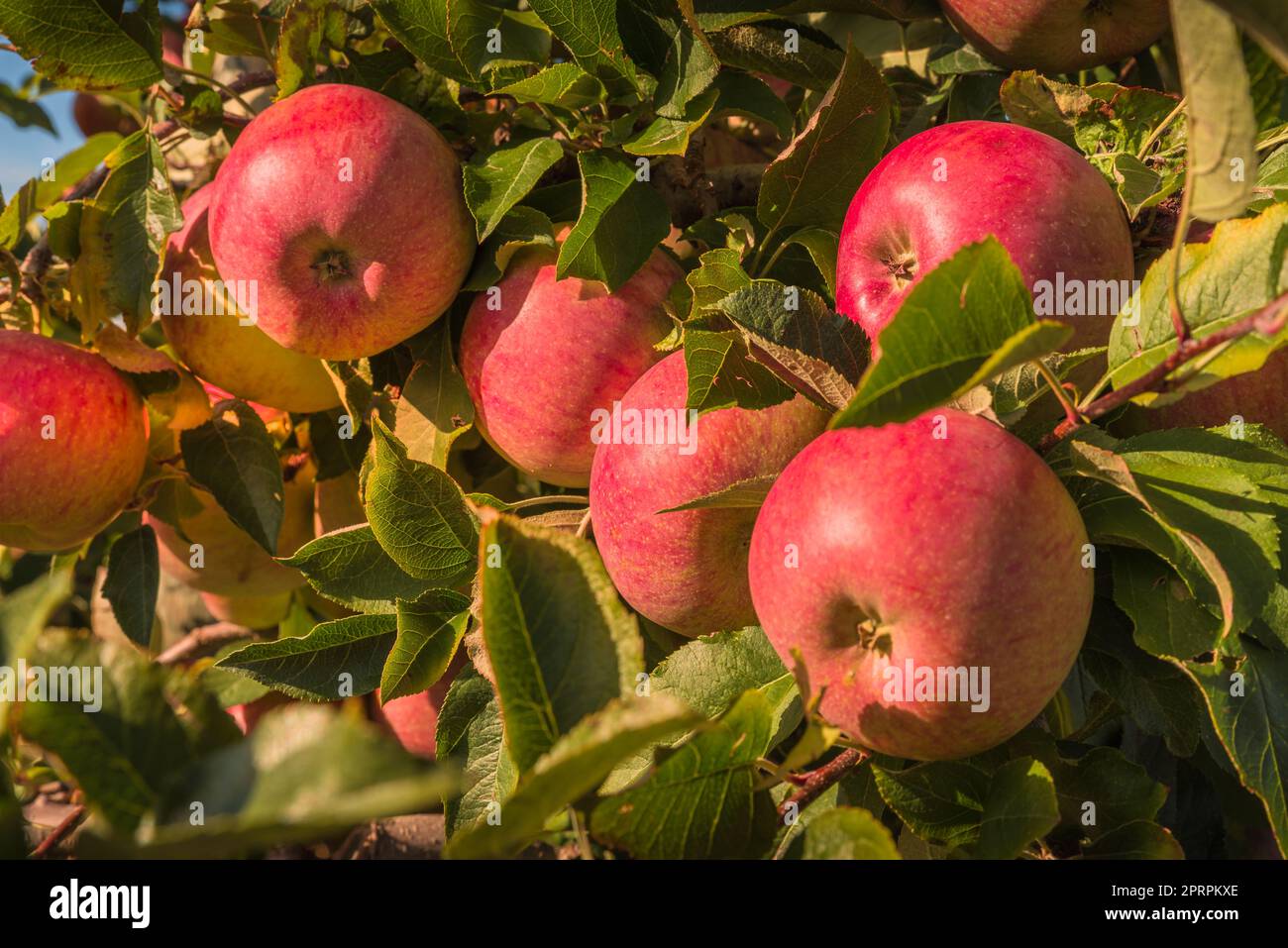Red ripe apples hanging on tree ready for harvest Stock Photo - Alamy