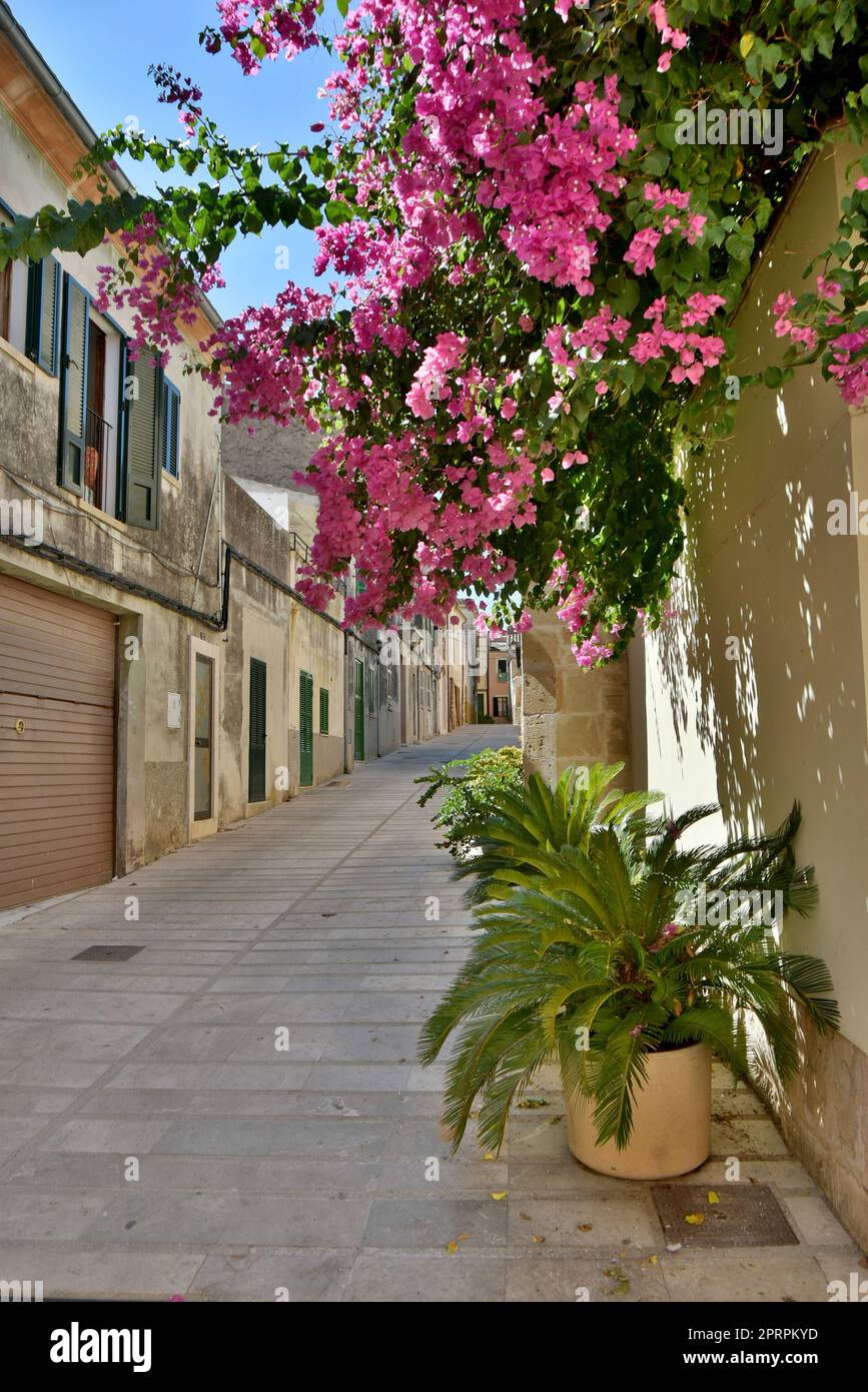 flowers in a alley of Alcudia on Mallorca Stock Photo - Alamy