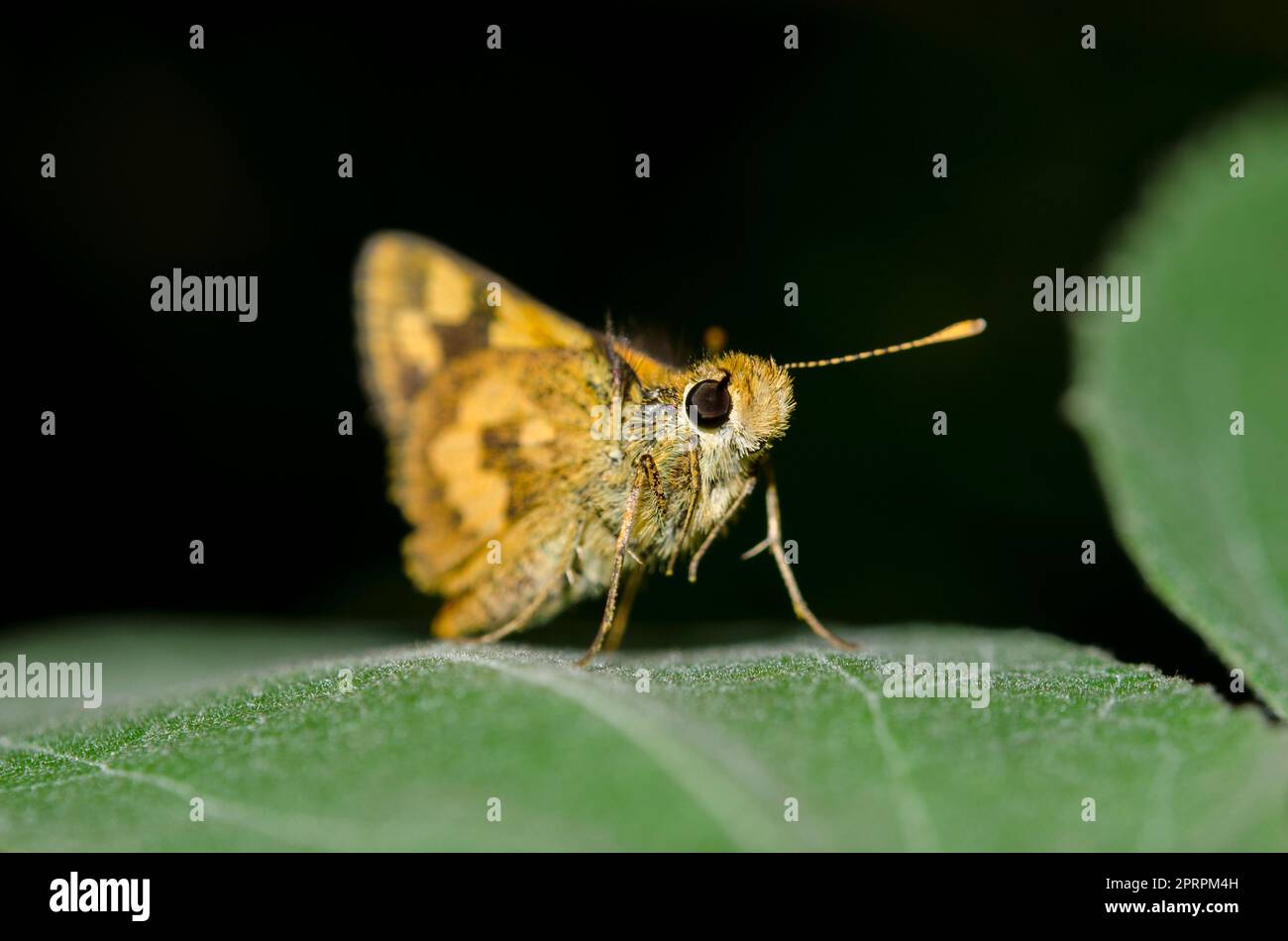 Large Dart, Potanthus serina, on leaf, Klungkung, Bali, Indonesia Stock ...