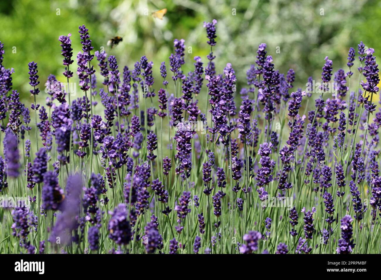 Close up lavender in hi-res stock photography and images - Alamy