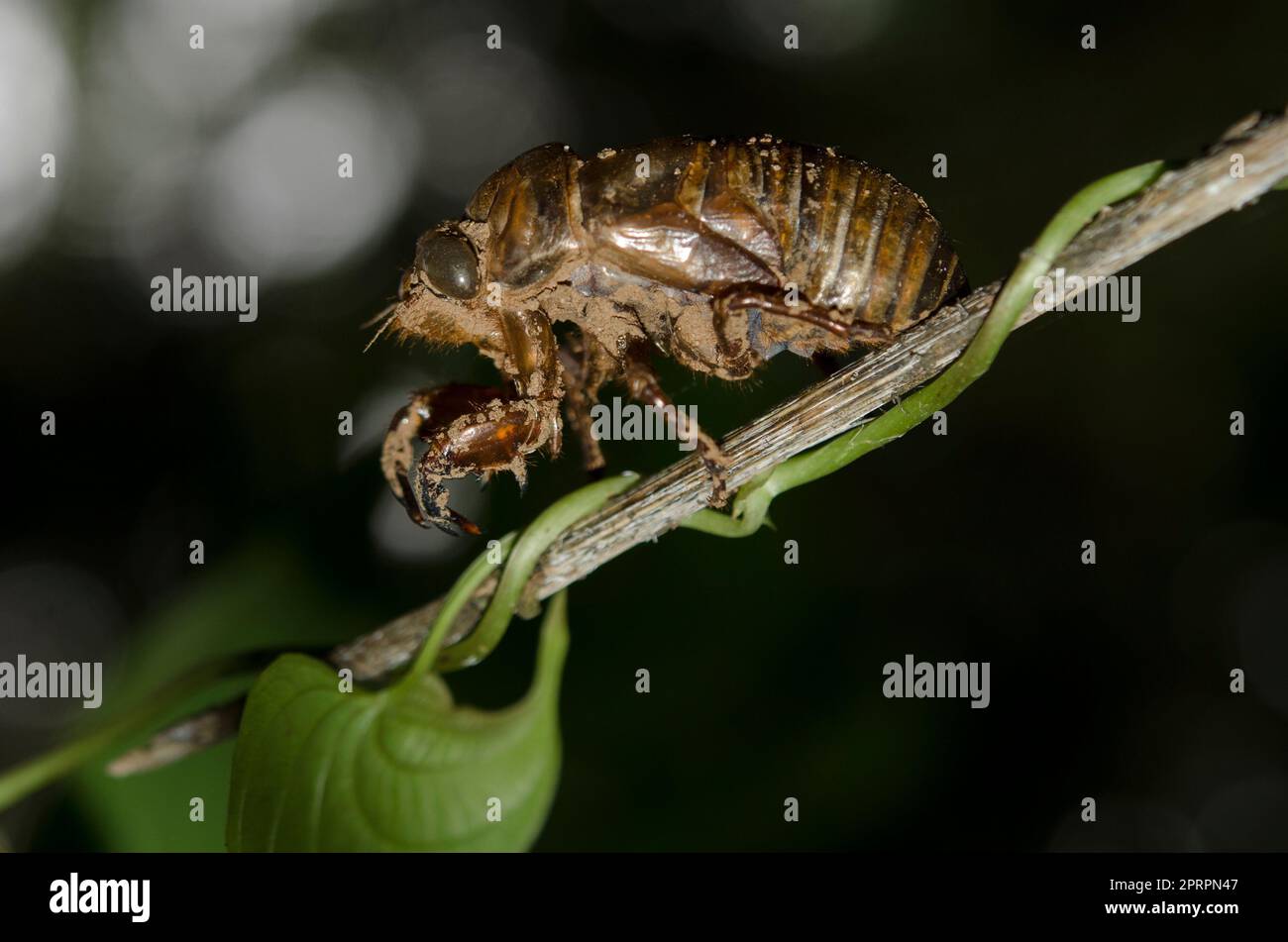 Moulted exoskeleton or exuviae of Cicada, Cicadidae Family, following ...