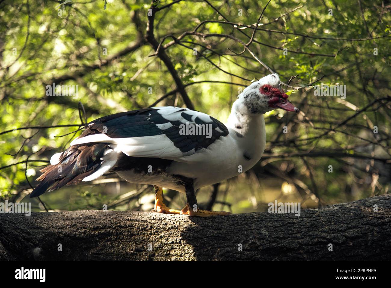 Black musk duck hi-res stock photography and images - Alamy