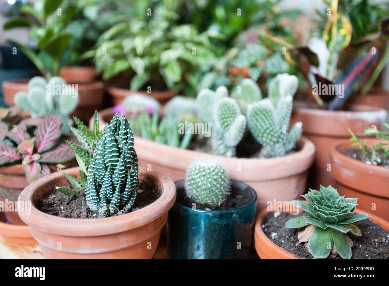 Indoor plants hi-res stock photography and images - Alamy