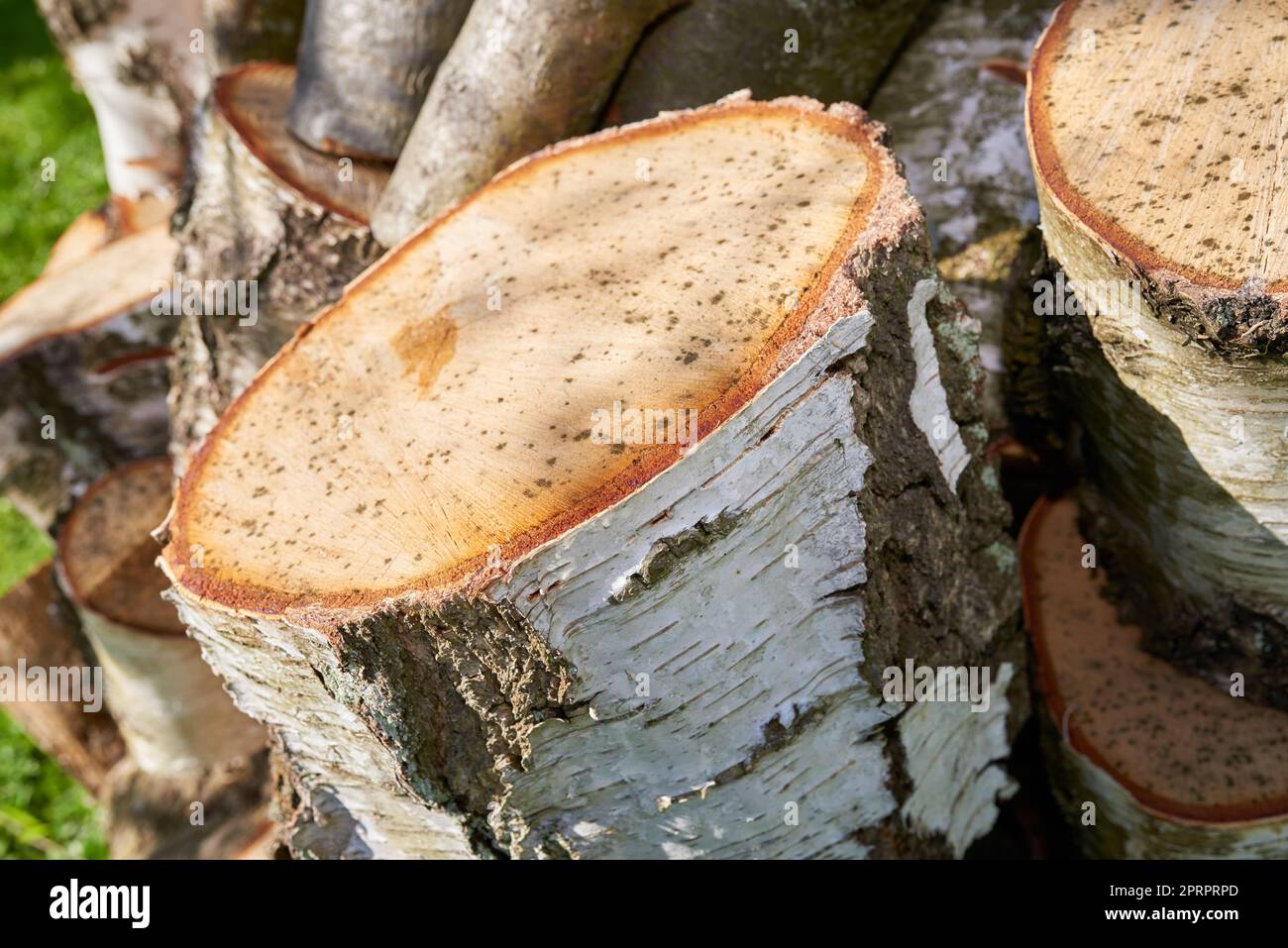Harvested timber. Newly harvested timber - ready to use as firewood ...