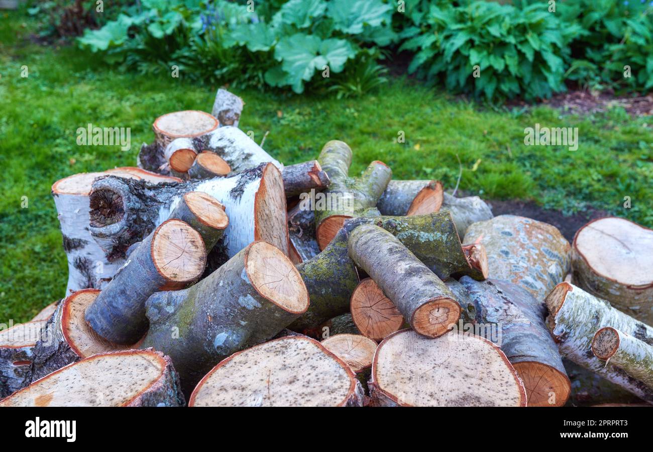Harvested timber. Newly harvested timber - ready to use as firewood ...