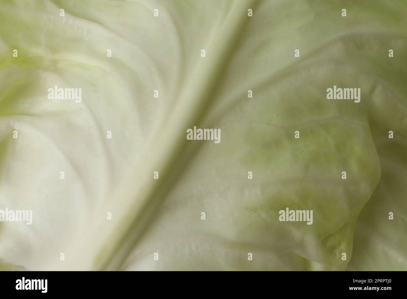 Leaf of white cabbage as background, closeup Stock Photo - Alamy