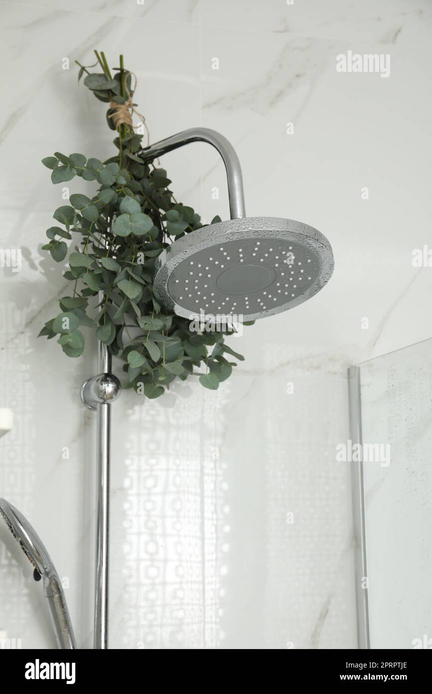 Branches with green eucalyptus leaves in shower Stock Photo - Alamy
