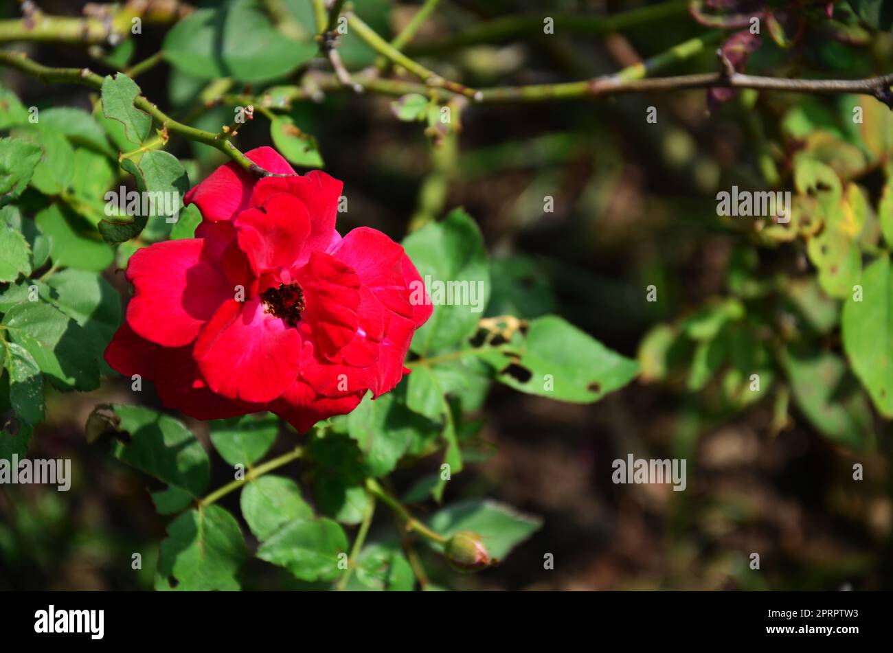 Colorful red roses flowers and green leaf plant tree in garden park of ...