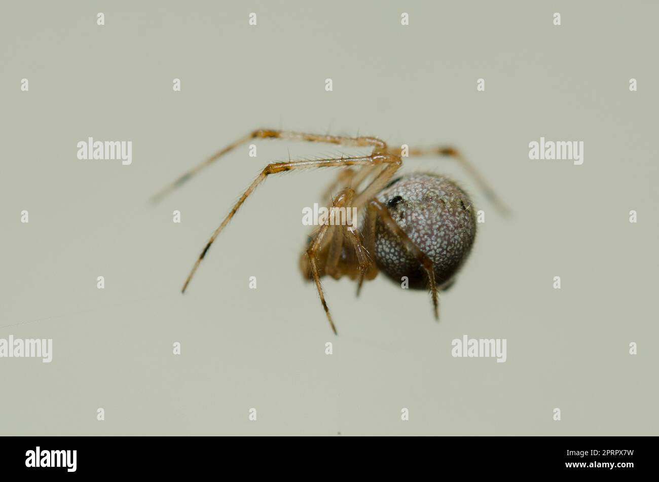Theridiidae hi-res stock photography and images - Alamy