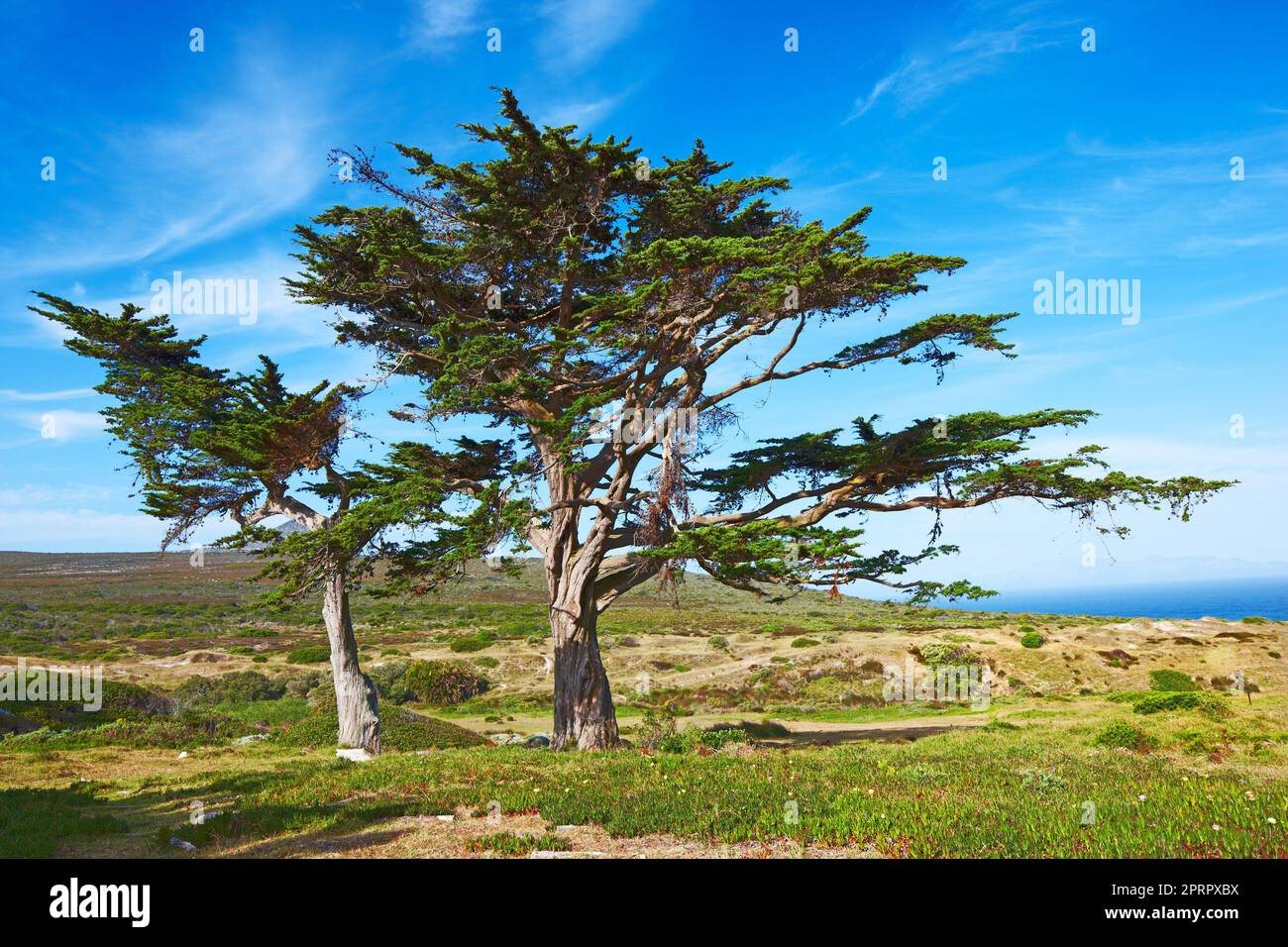 Nature close to Cape Town. A photo of the top of Table Mountain seen ...