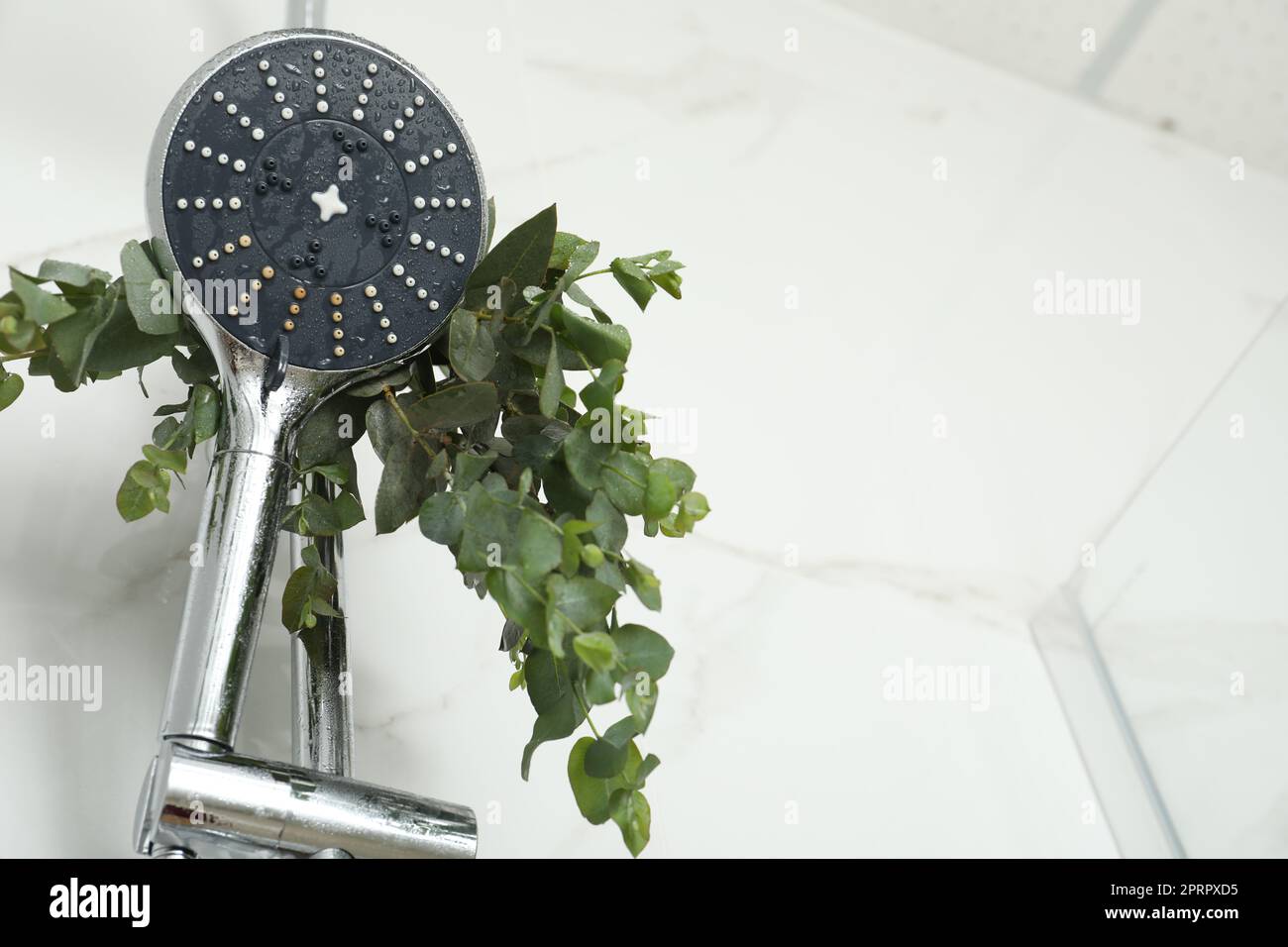 Branches with green eucalyptus leaves in shower, low angle view. Space ...
