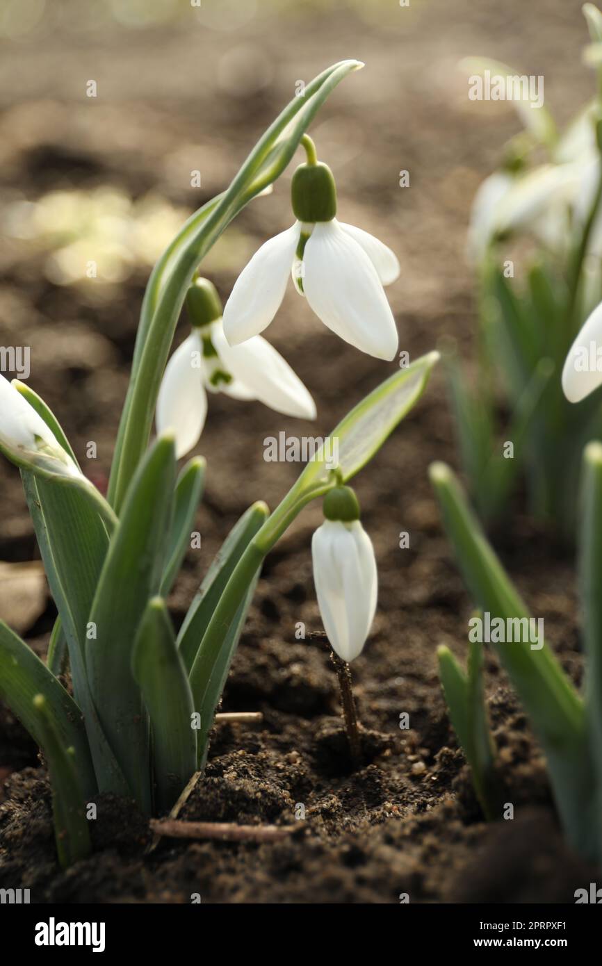Beautiful snowdrops growing outdoors. Early spring flowers Stock Photo ...