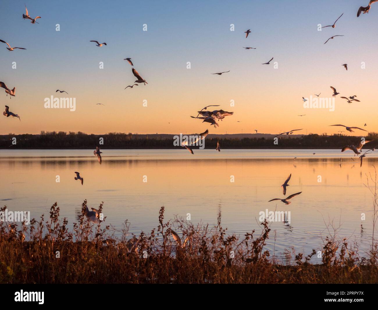Landscape View of Sunset at Onondaga Lake with Seagulls Flying All Over ...