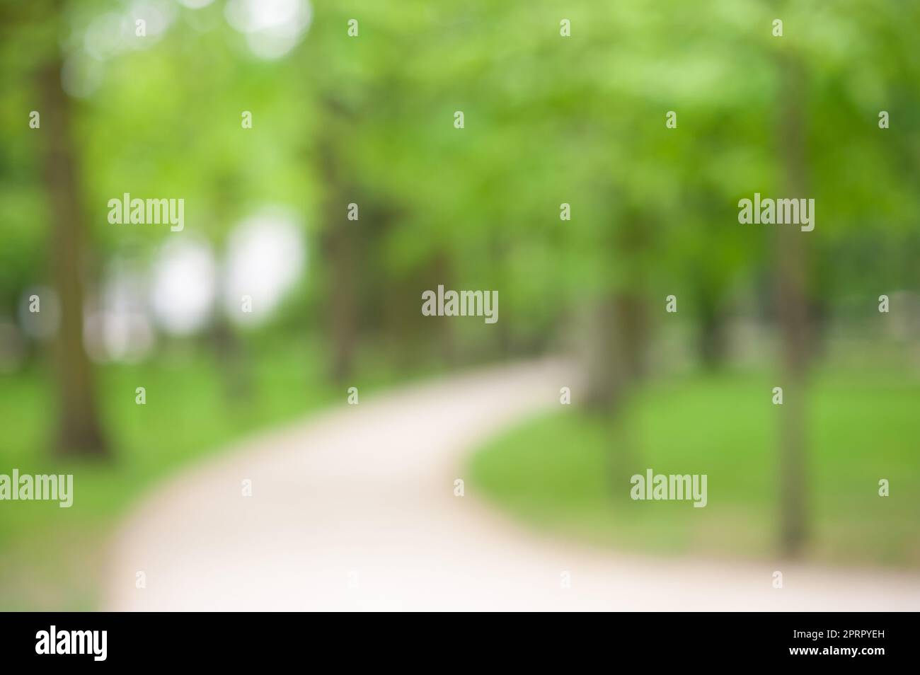 Walkway between trees hi-res stock photography and images - Alamy