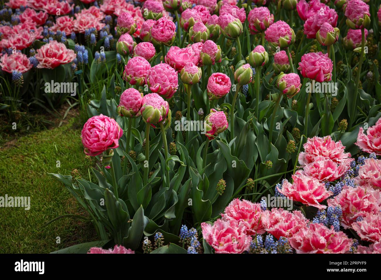 Many different beautiful flowers growing outdoors. Spring season Stock ...