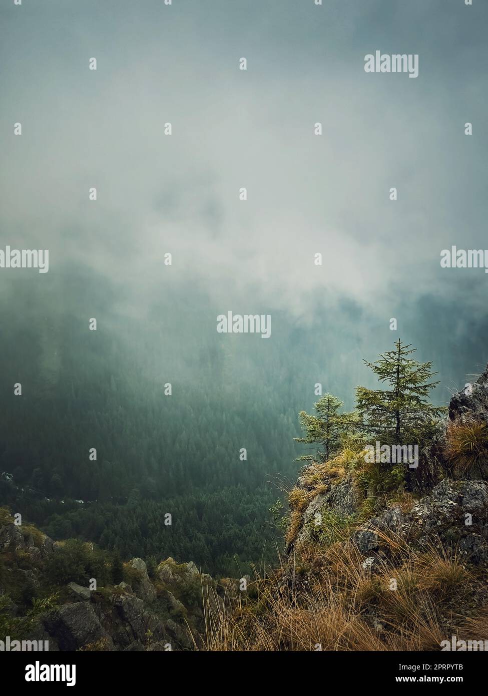 Misty landscape fir forest hi-res stock photography and images - Alamy