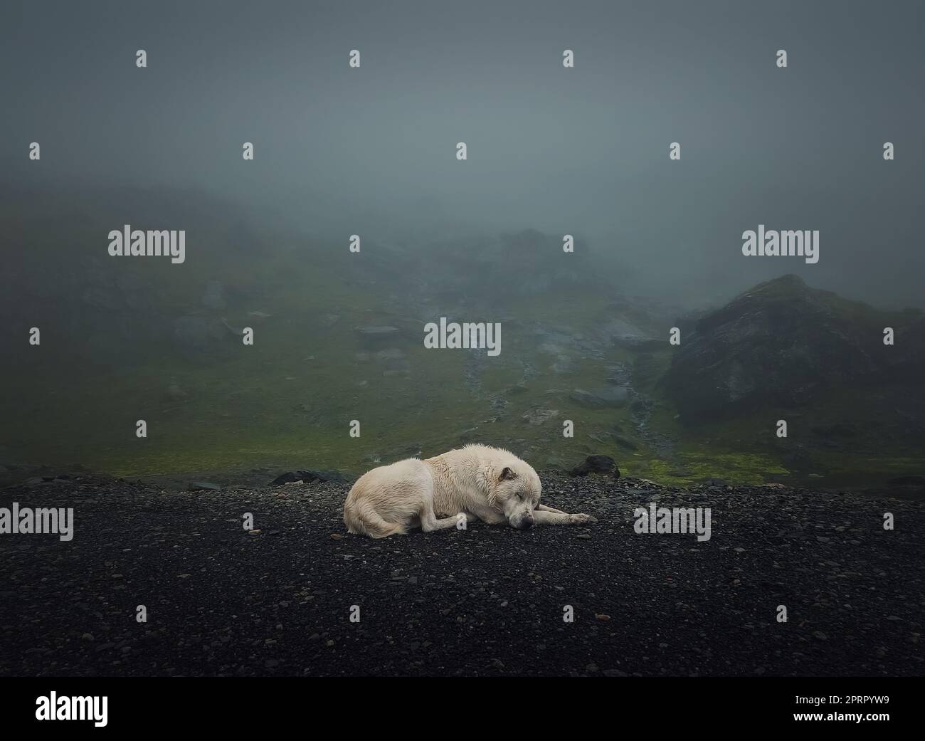 Sleeping wolf hi-res stock photography and images - Alamy