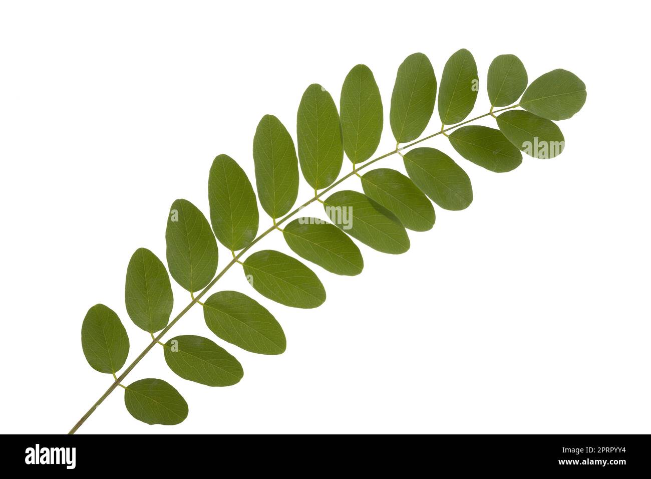 Acacia Leaves