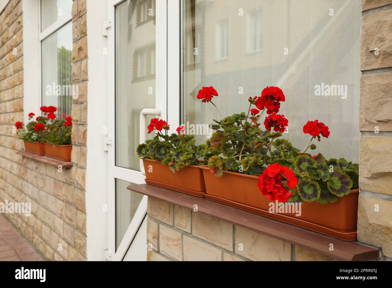 Windows with beautiful potted red geranium flowers Stock Photo - Alamy
