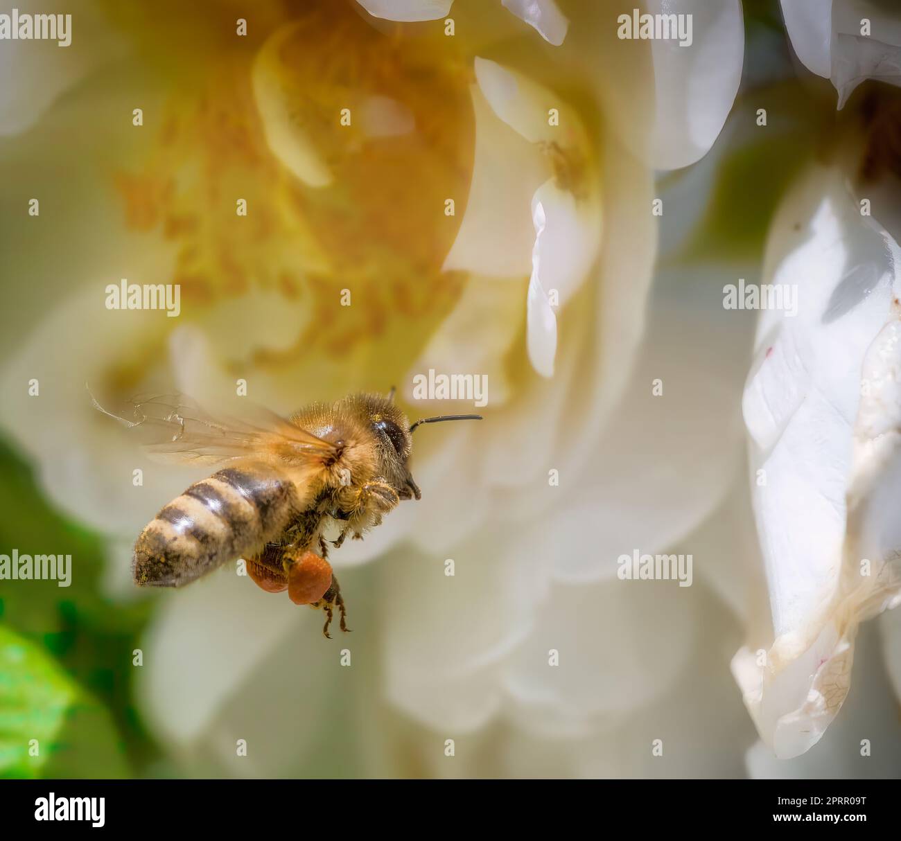White rose bee hi-res stock photography and images - Alamy
