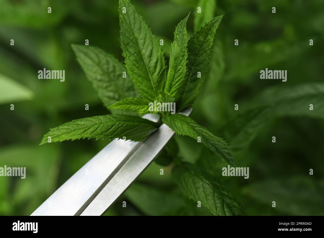 Cutting fresh green mint with scissors outdoors, closeup Stock Photo ...